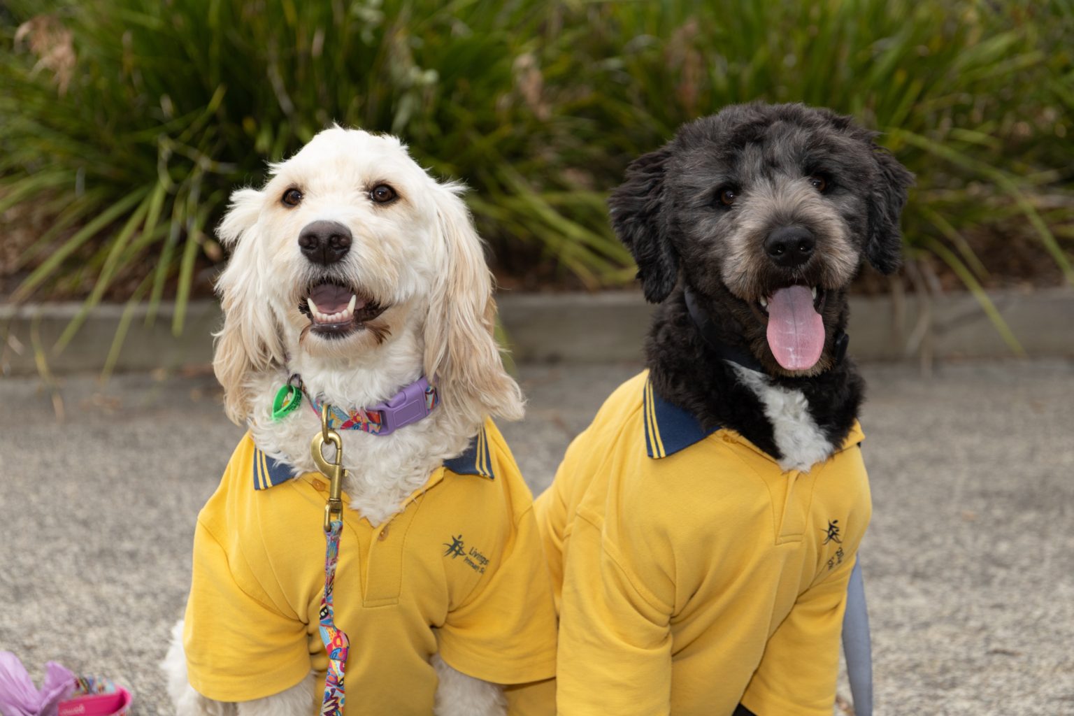 Wellbeing Dogs – Livingstone Primary School